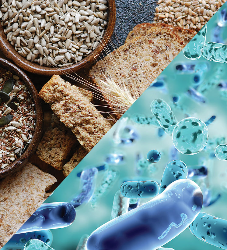 What are Synbiotics?